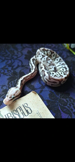 Superfly Axanthic (TSK) Het Clown Ball Python by Moonlit Morphs