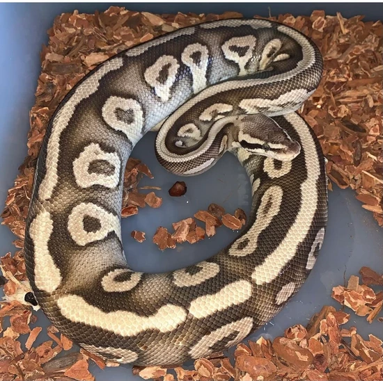 Super Pastel Mojave Yellowbelly Ball Python by Khales Scales