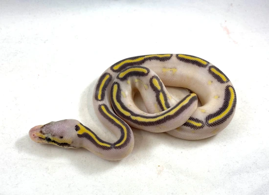 HOLDBACK Highway Pastel Het Desert Ghost Ball Python by Lazy Wolf Reptiles