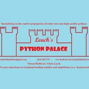 Leach's Python Palace - MorphMarket