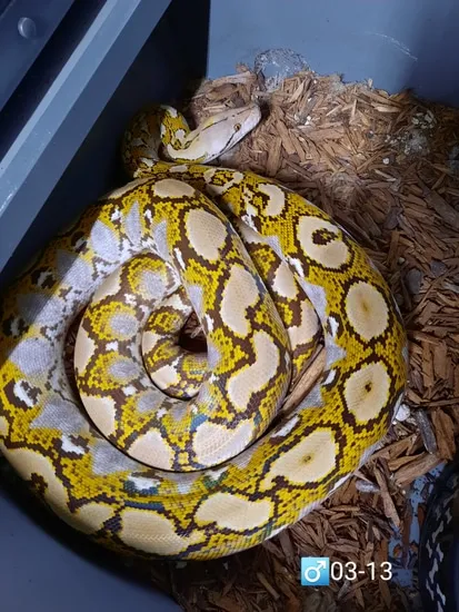 Mocha Retic Reticulated Python by Leach's Python Palace