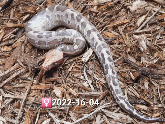 Caramel SSTP Sumatran Short-Tailed Python by Leach's Python Palace
