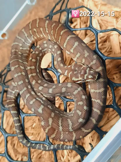 Bredli Centralian Carpet Python by Leach's Python Palace