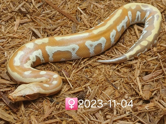 T+ Albino Blood Python by Leach's Python Palace