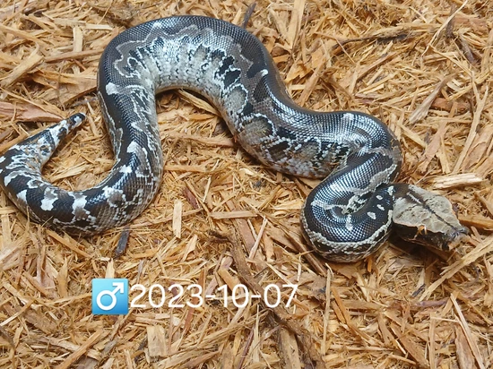 Chrome Head Sumatran Sumatran Short-Tailed Python by Leach's Python Palace