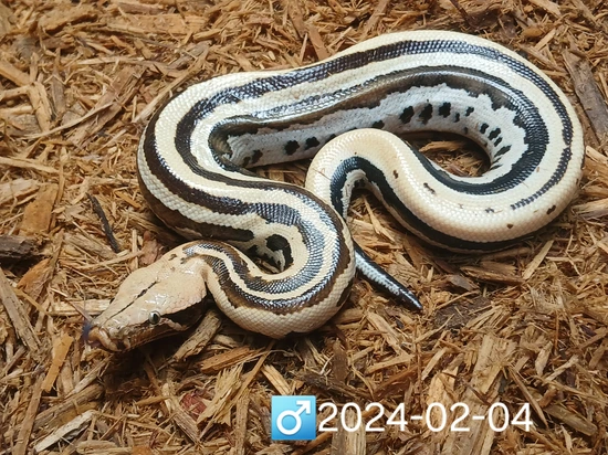 WhiteWall Borneo Borneo Short-Tailed Python by Leach's Python Palace