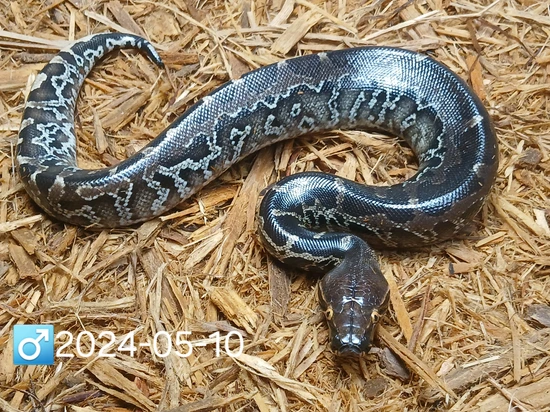 Black Head SSTP Sumatran Short-Tailed Python by Leach's Python Palace