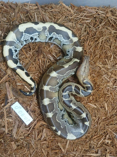 Het Sunset Albino Het Ghost Borneo Short Tail Borneo Short-Tailed ...