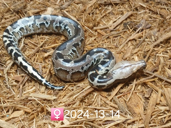 Chrome Head SSTP Sumatran Short-Tailed Python by Leach's Python Palace