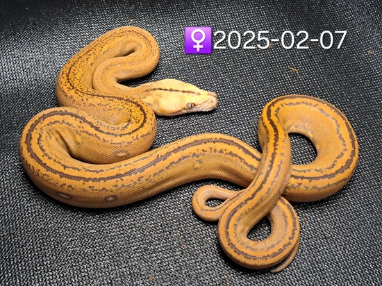 Mochino Golden Child Tiger Reticulated Python by Leach's Python Palace