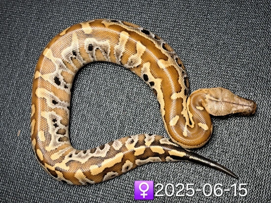 Blood Blood Python by Leach's Python Palace