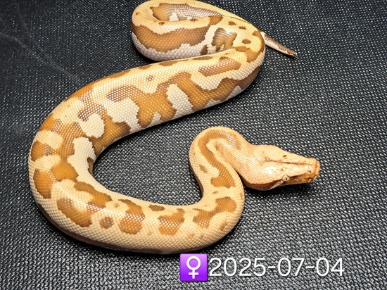 T+ Albino Golden Eye Blood Blood Python by Leach's Python Palace