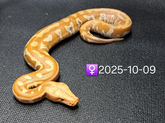 T+ Albino Het T- Blood Python by Leach's Python Palace