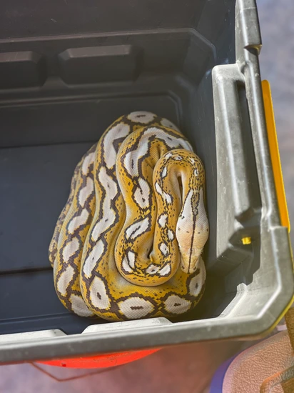 Mocha Motley Reticulated Python by H-Town Constrictors