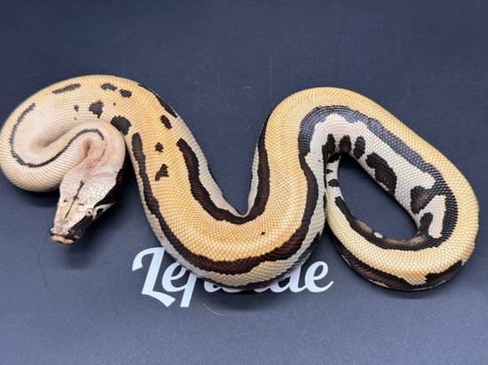 Goldeneye Ph T- T+ Albino Blood Python by Leftside Reptiles