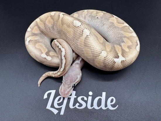 Ghi Pewter Lesser Sugar Ball Python by Leftside Reptiles