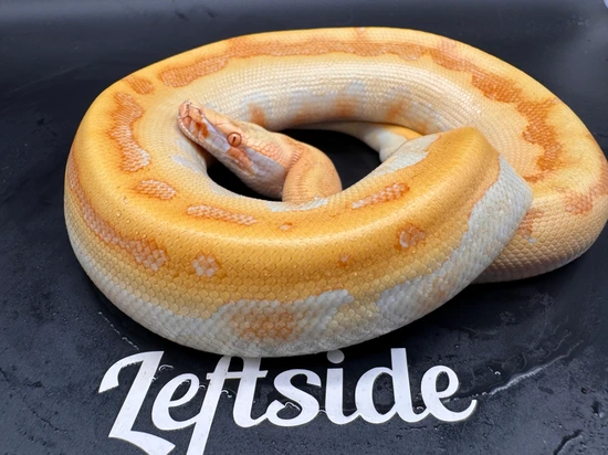 Goldeneye T- Albino PH T+ Albino Blood Python by Leftside Reptiles