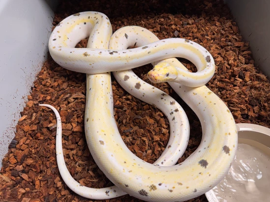 Cow Retic Ph Albino Reticulated Python by Leftside Reptiles
