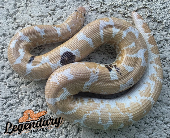 Snow Paradox Kenyan Sand Boa by Legendary Snakes
