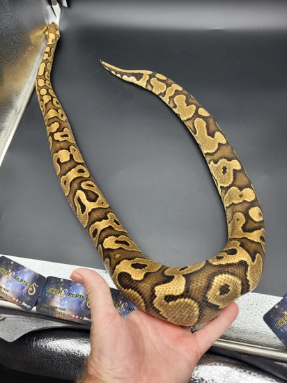 Locking Red Stripe Yellowbelly Het Clown Ball Python by Rikers Reptiles