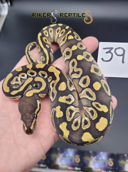 Mojave Het Monsoon Het Clown Pos Het Pied Ball Python by Rikers Reptiles