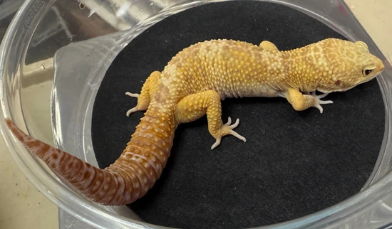 Burning Blood Rainwater Albino Tangerine Blue Amber Eye Leopard Gecko ...