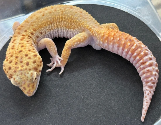 Het Super Giant Radar (= Blood Bell Albino Eclipse) Leopard Gecko by ...