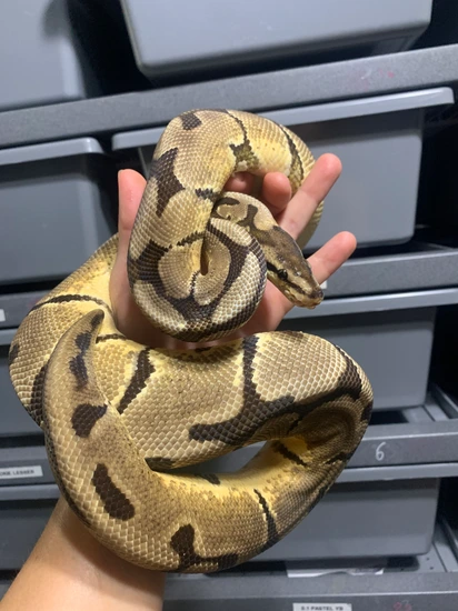 Woma Het Pied Ball Python by Edenic Serpent