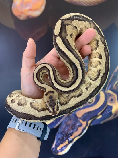 Leopard Super Stripe Or Super Specter Ball Python by Edenic Serpent