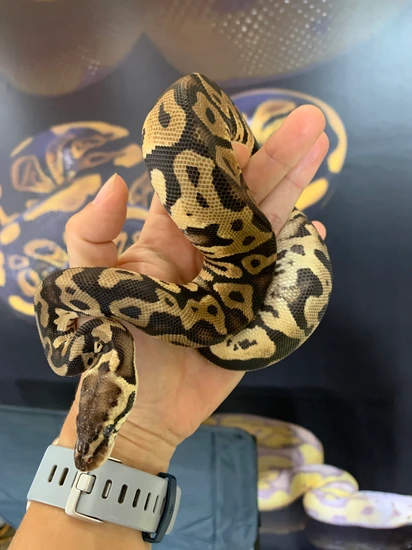 Leopard Pastel 66%het Clown Ball Python by Edenic Serpent