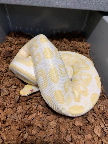 Albino Black Pastel Ball Python by Edenic Serpent