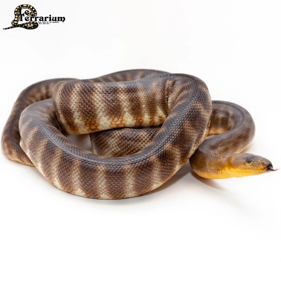 Adult Male Woma Woma Python by LeTerrarium