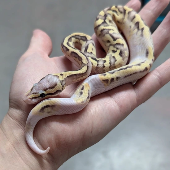 Disco Inferno Pastel Ball Python by LeTerrarium