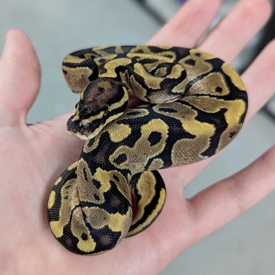 Fire/Disco Ball Python by LeTerrarium
