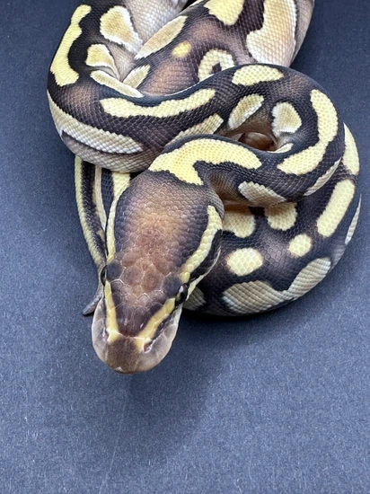 OD Lesser 50% Het Desert Ghost Ball Python by Twisted Steel Pythons