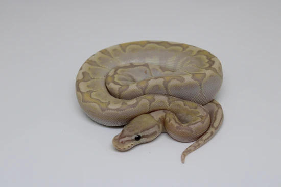 Banana Bamboo Pastel Ball Python by Leveled Up Exotics