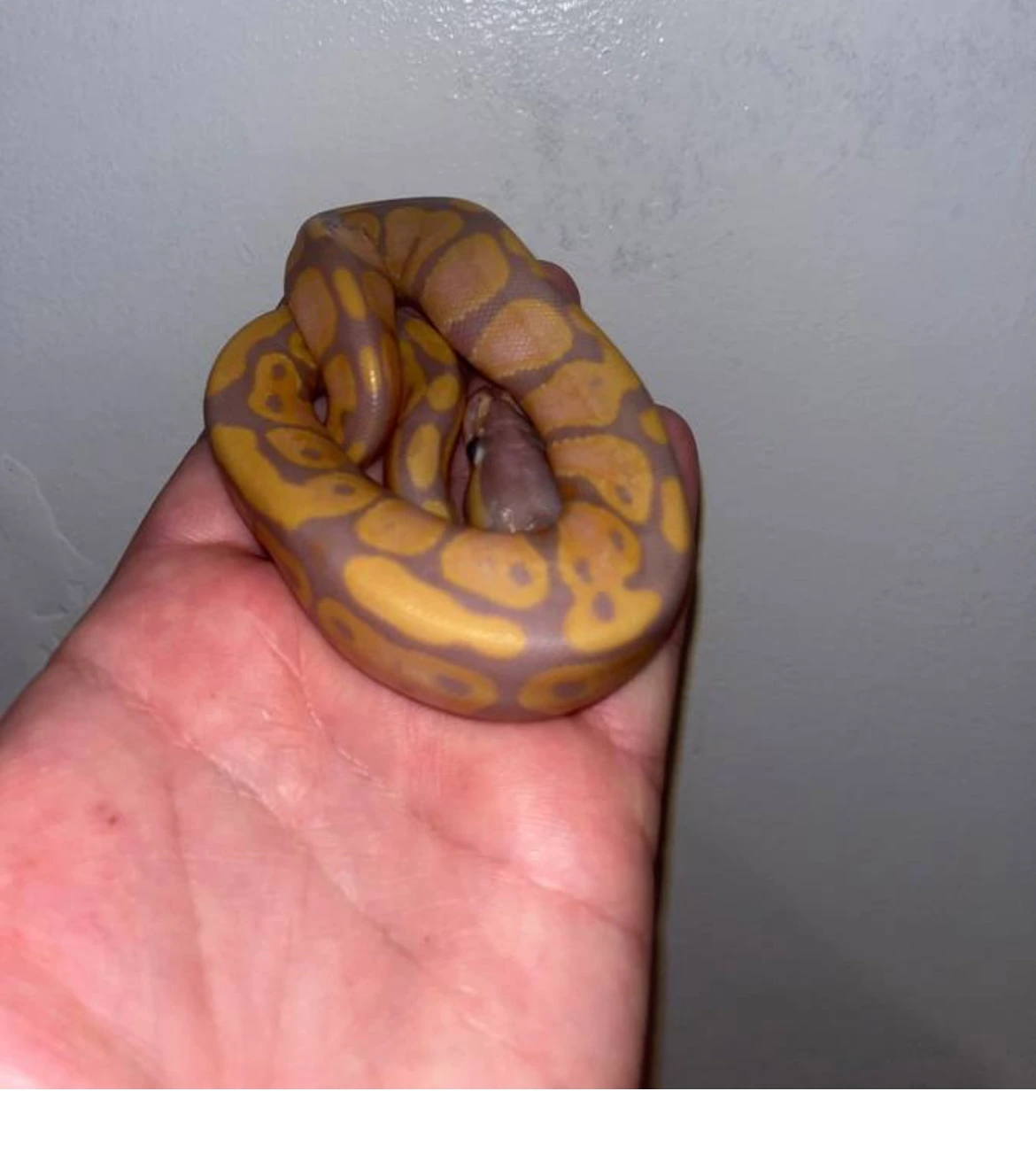 Levi’s ball pythons's Collection - MorphMarket