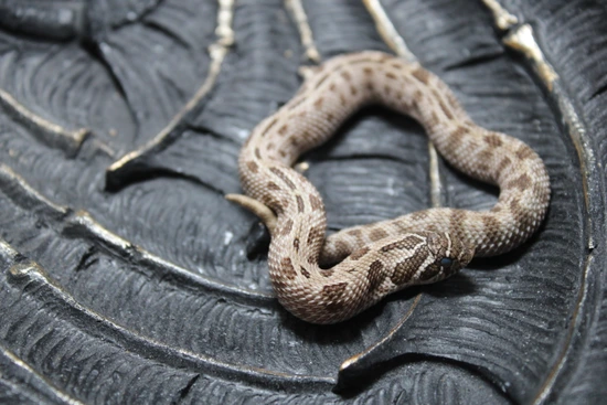Arctic Anaconda Het Albino Western Hognose by Leviathan Exotics