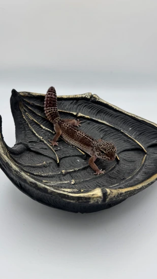 Black Night Ph Murphy’s Patternless Leopard Gecko by Leviathan Exotics
