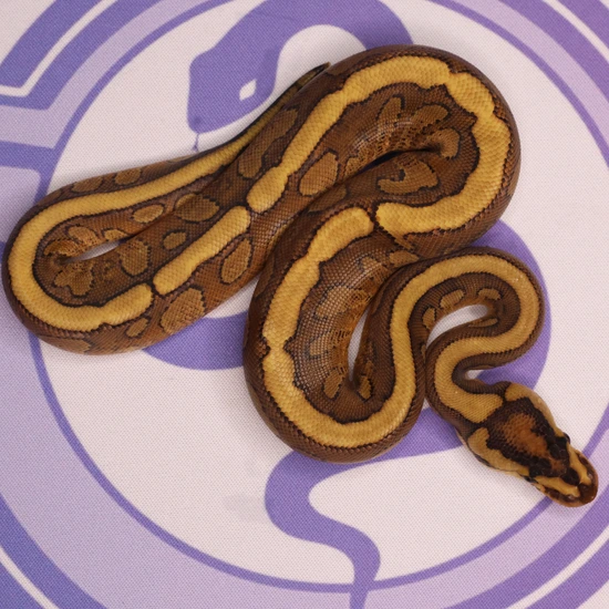 Asphalt Cypress Red Stripe Ball Python by LEVIATHAN