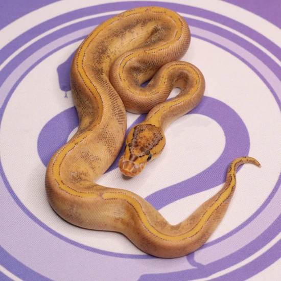 Freeway Cypress Enchi Ball Python by LEVIATHAN