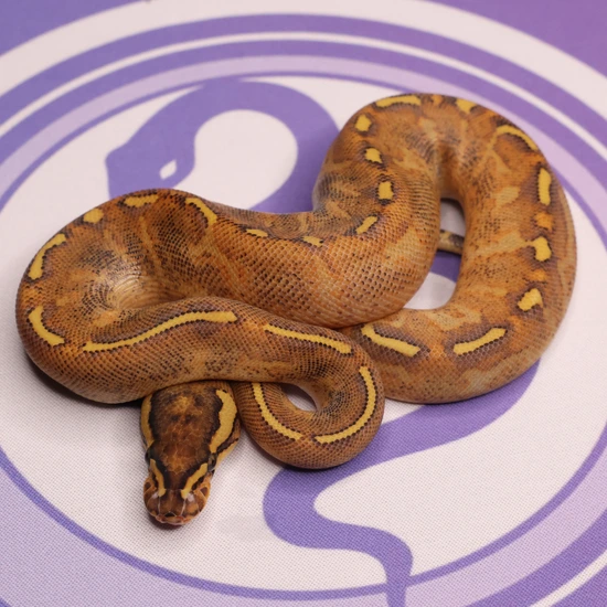 Freeway Enchi Ball Python by LEVIATHAN