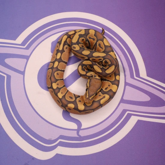Hypo Het Puzzle Ball Python by LEVIATHAN