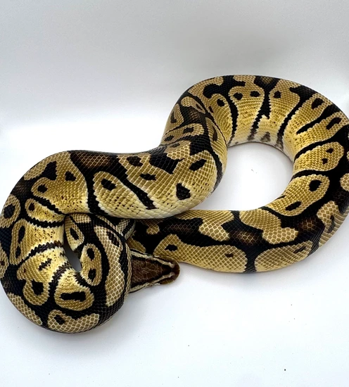 Pastel Ball Python by Lewis’ Reptiles and Exotics