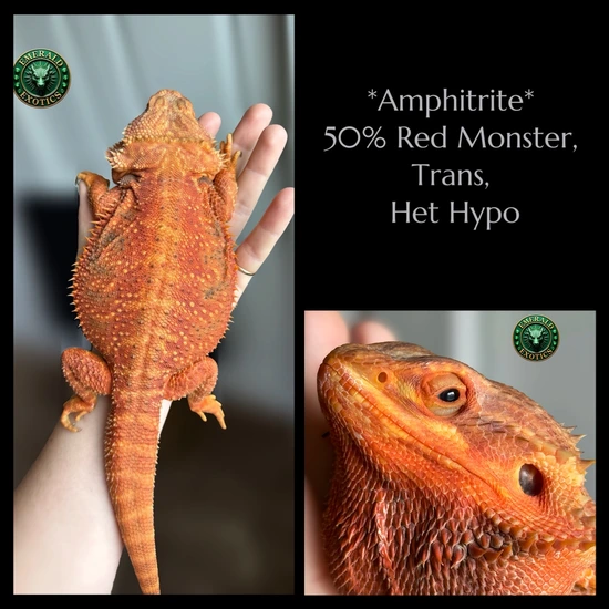 Amphitrite Central Bearded Dragon by Emerald Exotics LLC