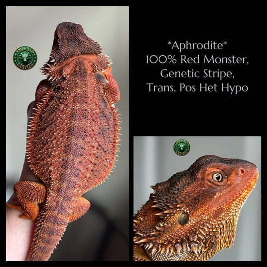 Aphrodite Central Bearded Dragon by Emerald Exotics LLC