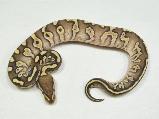 Pastel Marvel Lesser 100% Het Clown Ball Python by Directed Evolution ...