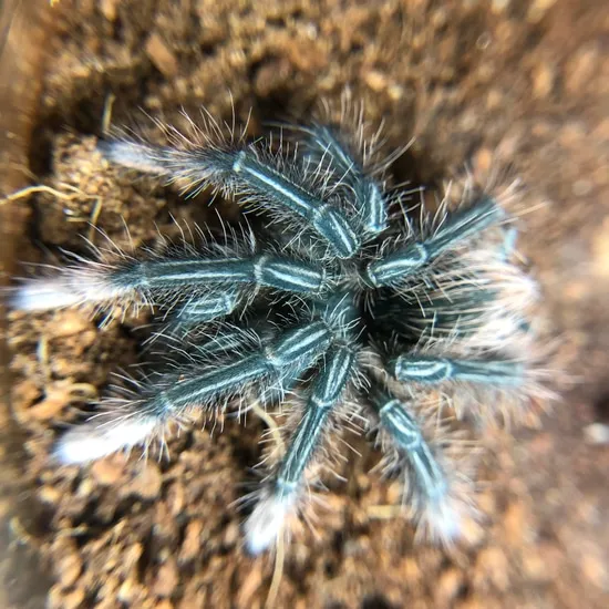 Theraposa Stirmi (Burgundy Goliath Birdeater) Tarantula by Nature's ...