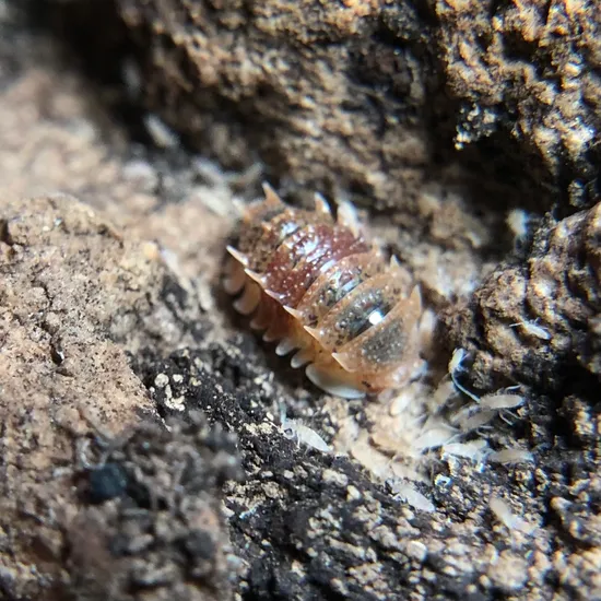 Pseudoarmadllo Spinosus "Cuban Spikey" 5ct Isopod by Nature's Exquisite ...
