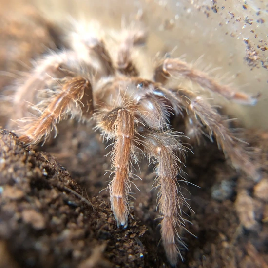 Pelinobius Muticus (King Baboon) Tarantula by Nature's Exquisite Creatures